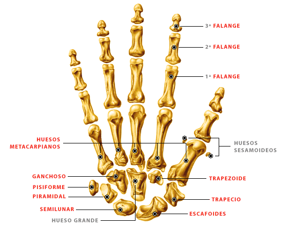 Articulaciones De La Mano Anatomﾃｭﾂｭa