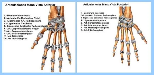 Articulaciones De La Mano Fisiostar